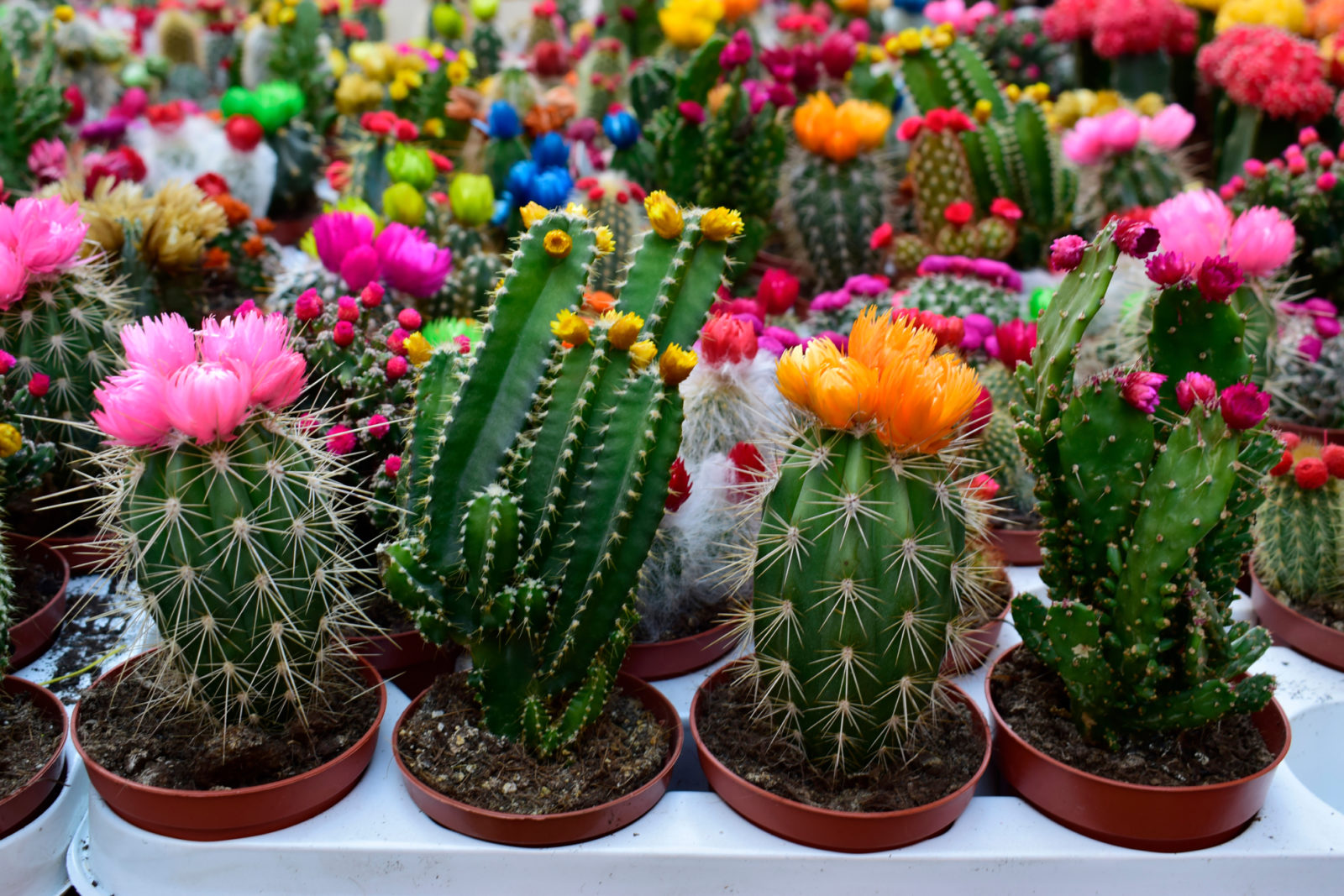 🌵Top 5 Cactus Species You’ll Want in Your Home - Cactustamhis